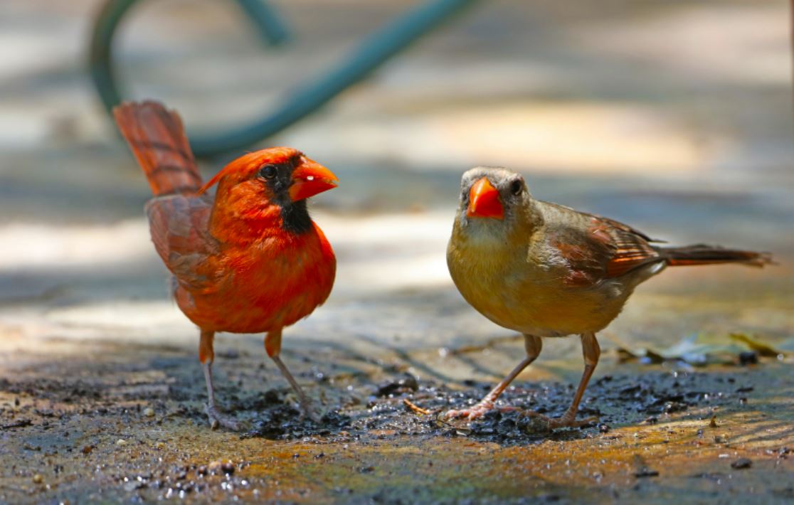 Sighting a Cardinal and Why It is Important - Clairvoyance Psychics